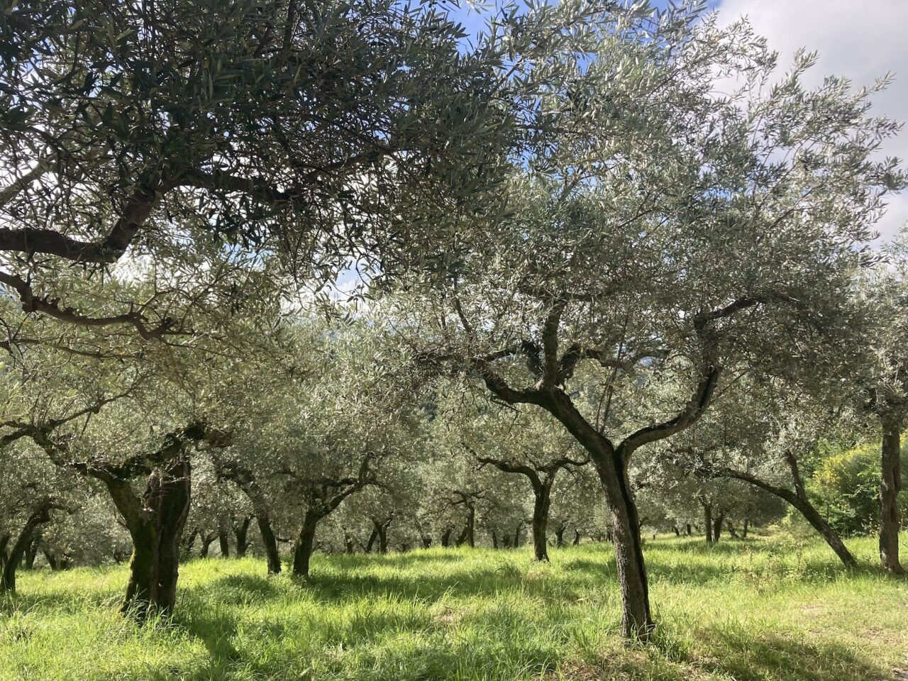 Peace & Justice Pilgrimage to Assisi - Franciscan Action Network
